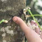 Agarwood Inoculation - Agarwood Malaysia